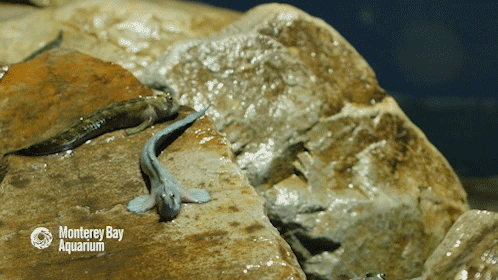Leaping Blennies: A Terrestrial Fish! – The Lighthouse